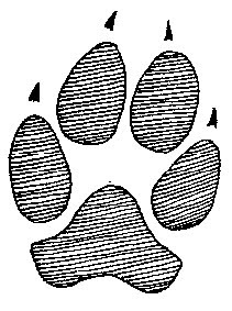 RedHunterLLC: Coyote tracks and domestic dog tracks.