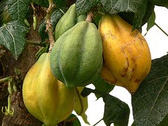 El Café de Camilo: Ajiaco y dulce de papayuela