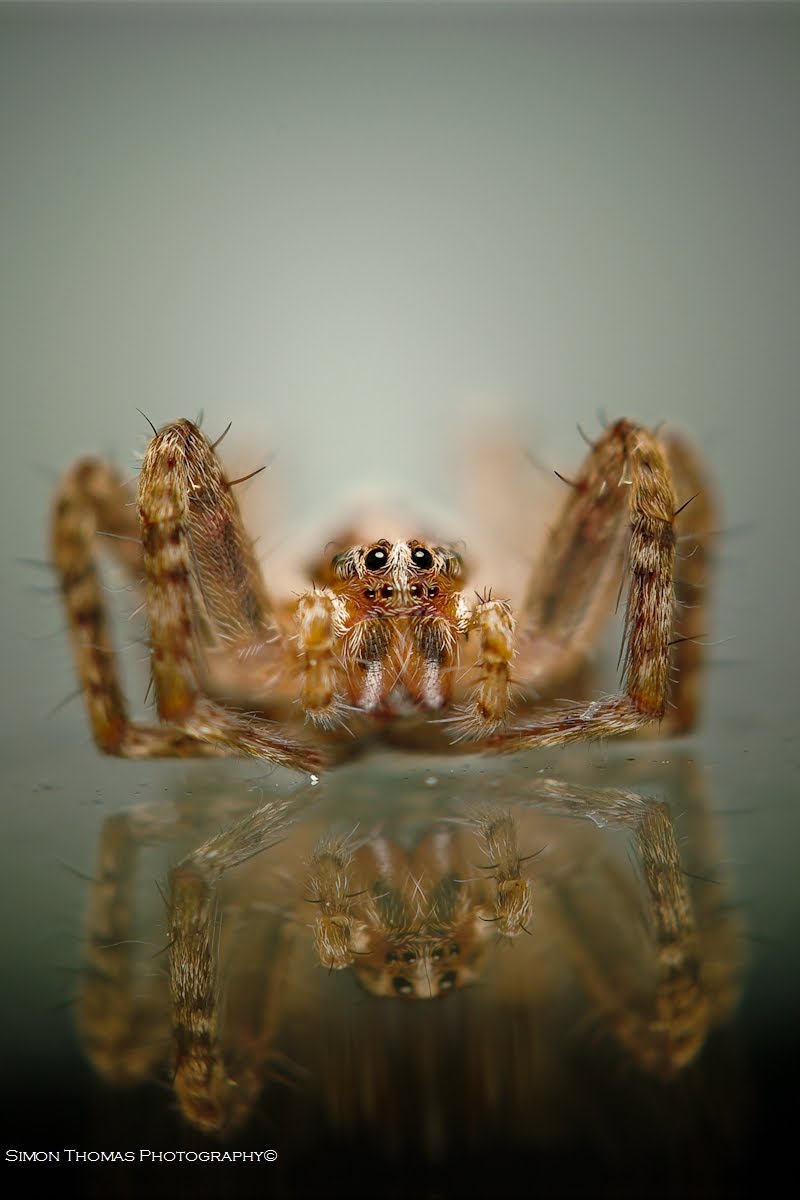 Baby Huntsman Spider | The American Mastermind