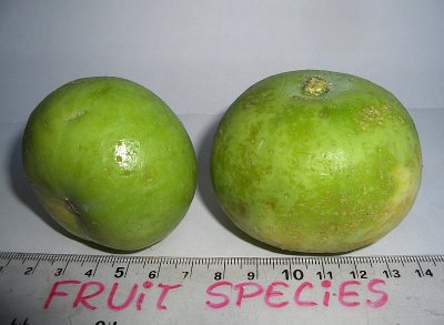 Image Description of Food: Tinda - Tinda