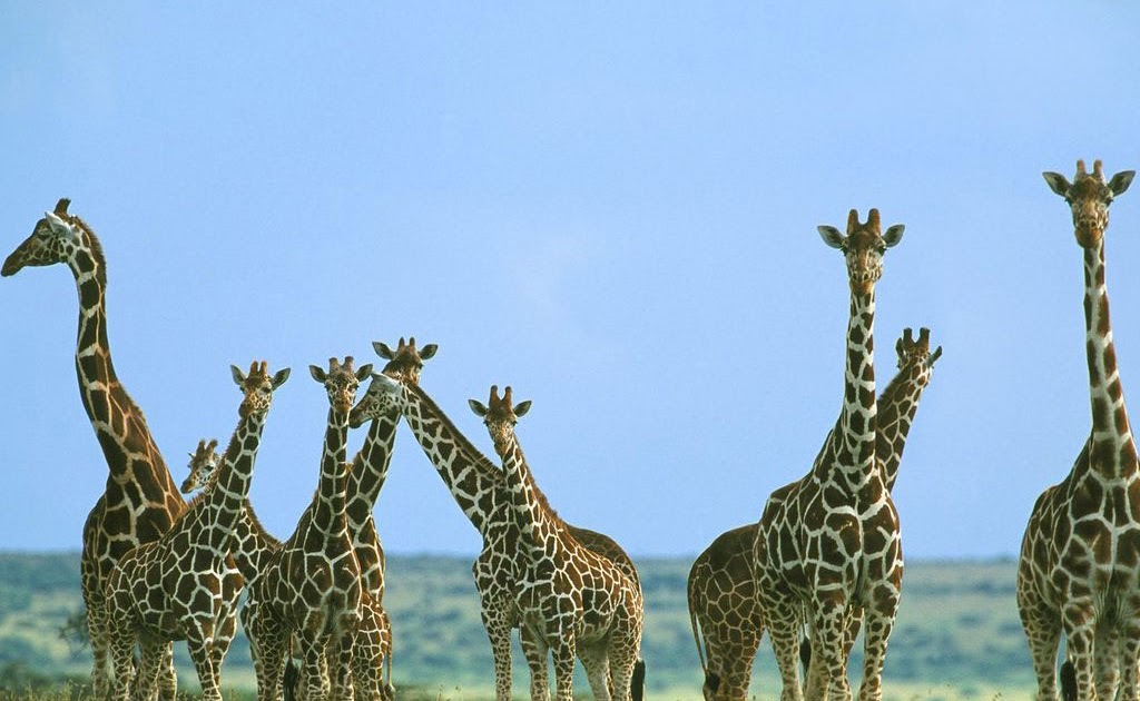 Natural Life: Neodarwinismo - Teoria sintética da evolução