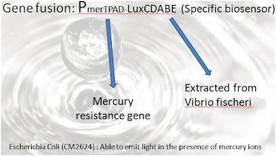 Introduction of mercury: Biological Method of Detection: Biosensors ...