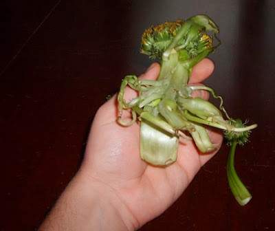 TYWKIWDBI ("Tai-Wiki-Widbee"): Mutant (fasciated) dandelions