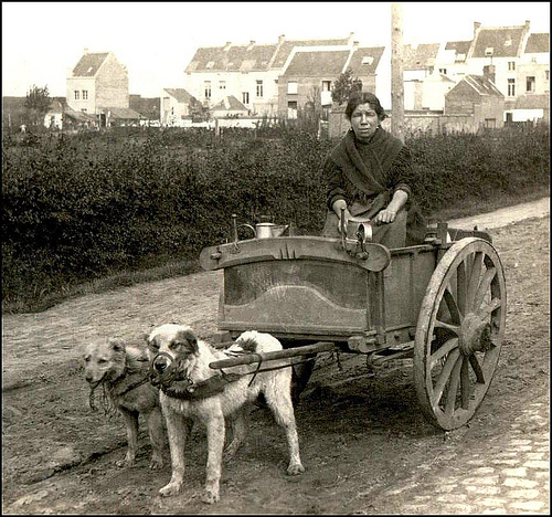 TYWKIWDBI ("Tai-Wiki-Widbee"): Dogcart