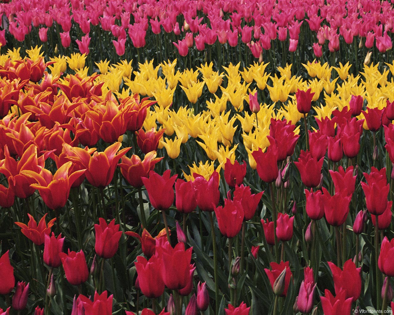 Lalele de primavara - Poze lalele | Lumea florilor