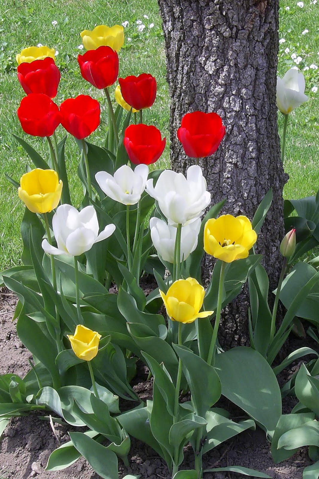 Flori de primavara | Lumea florilor