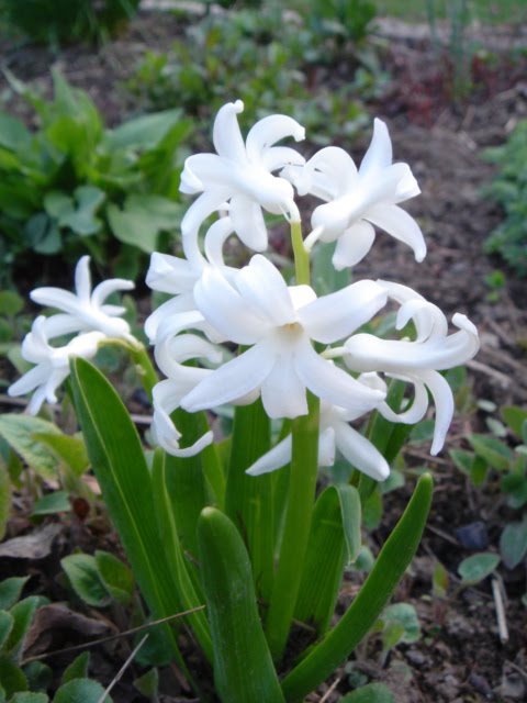 Flori de primavara | Lumea florilor