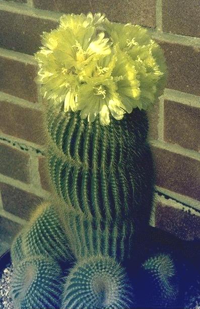 Despre cactusi - informatii despre floarea de cactus | Lumea florilor