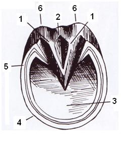 Końskie Sekrety-Wszystko o Koniach: Budowa Kopyta