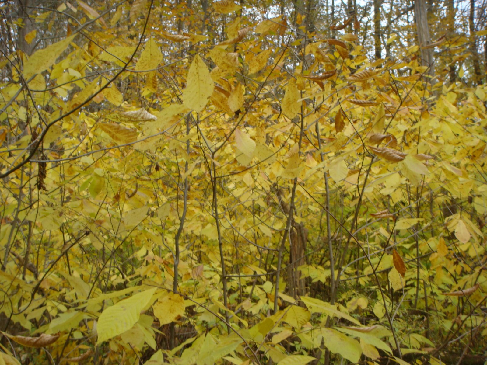 Life at the Blue Rock Ranch: Indiana Banana - The Pawpaw