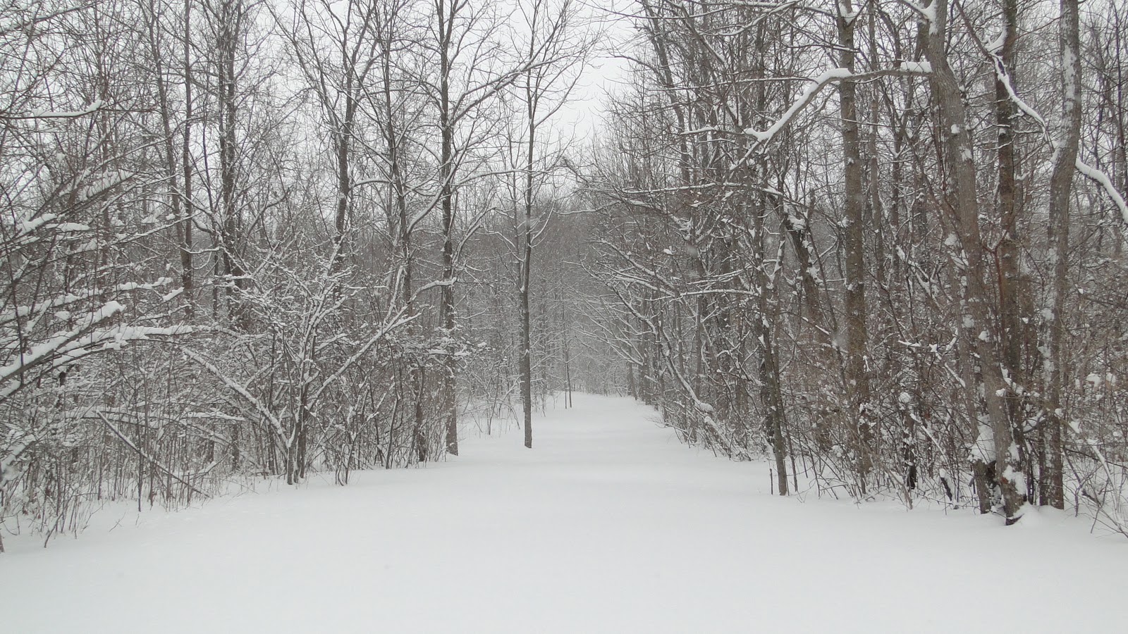 Life at the Blue Rock Ranch: Snowy Woods