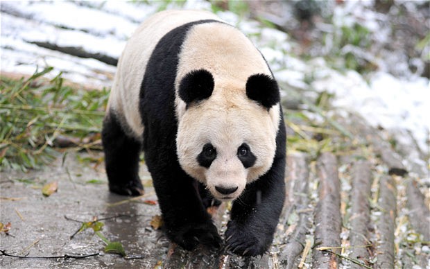 DARK LOCHNAGAR: 2 GIANT PANDAS, TOE MEE AND GAY HEEL SHELIDAN COME TO ...