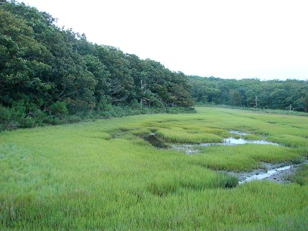 Northeastern Excursions: Cedar Point County Park Pictures