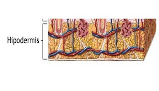La Piel: Hipodermis
