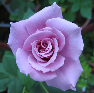 "Silver Star" Grandflora Rose | Purple roses, Flower background iphone ...