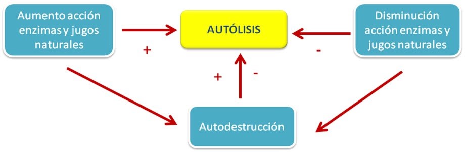 Fenómenos Cadavéricos: Blucle de Retroalimentación "AUTÓLISIS"