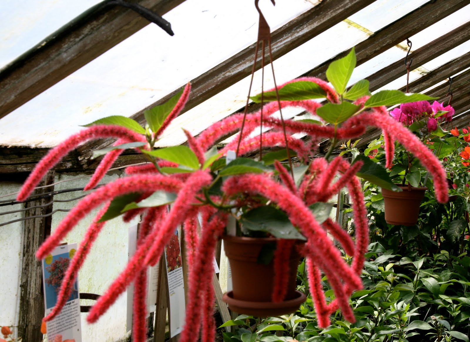 Logee's Tropical Plants Blog: The Chenille Plant-Everbloomer