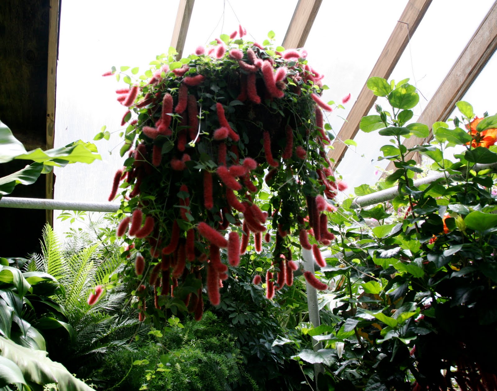 Logee's Tropical Plants Blog: The Chenille Plant-Everbloomer