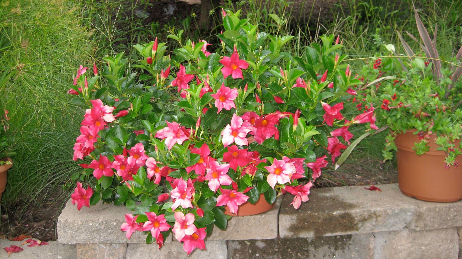 Logee's Tropical Plants Blog: Keep Your Tropical Plants Looking Good!