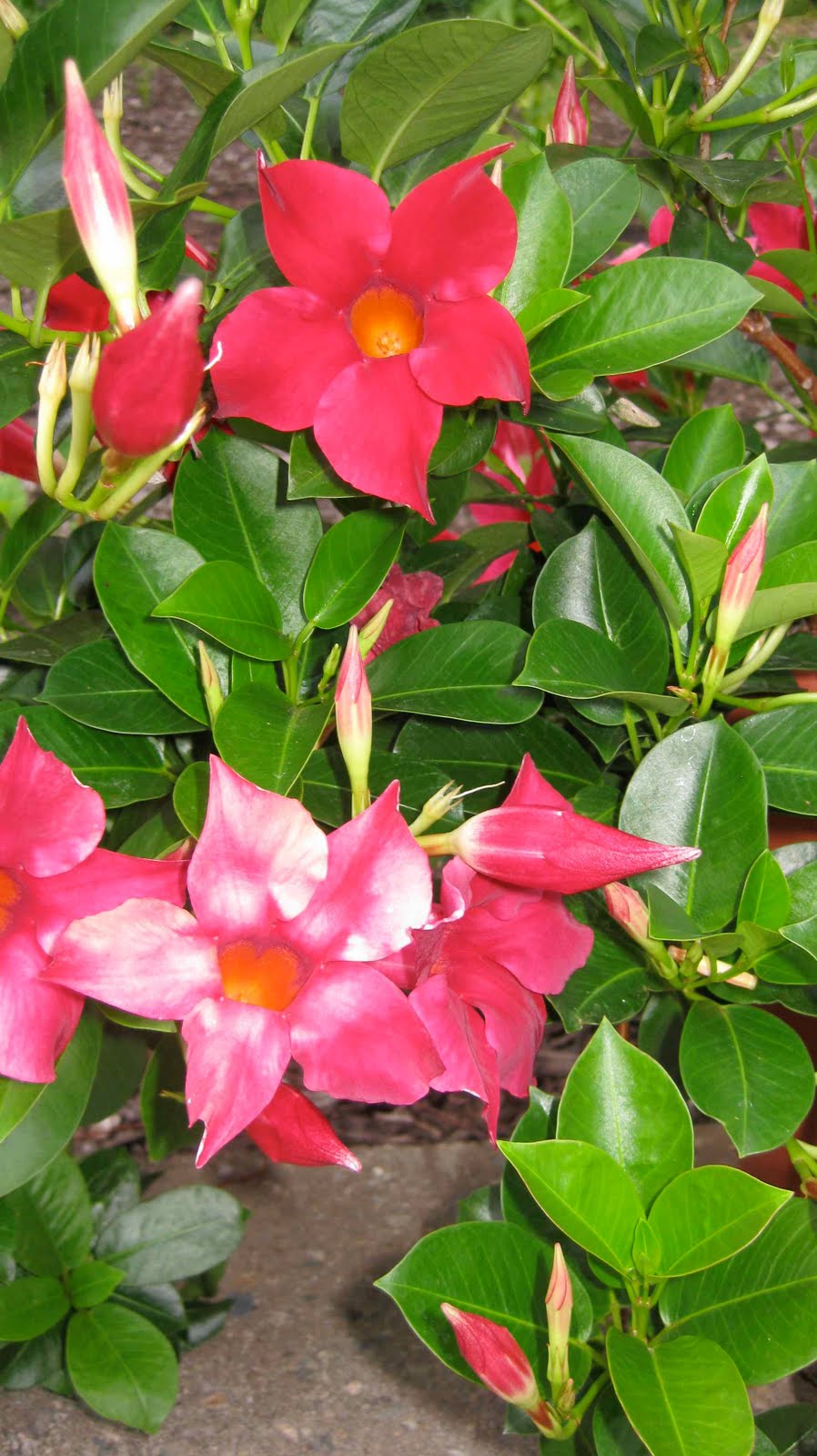 Logee's Tropical Plants Blog: Keep Your Tropical Plants Looking Good!