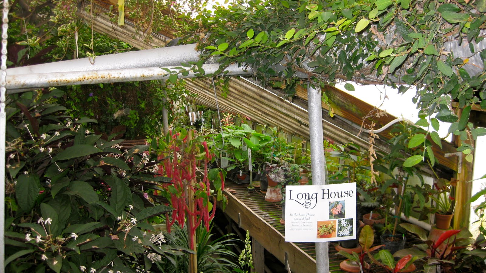 Logee's Tropical Plants Blog: New Greenhouse- Ready for New Year