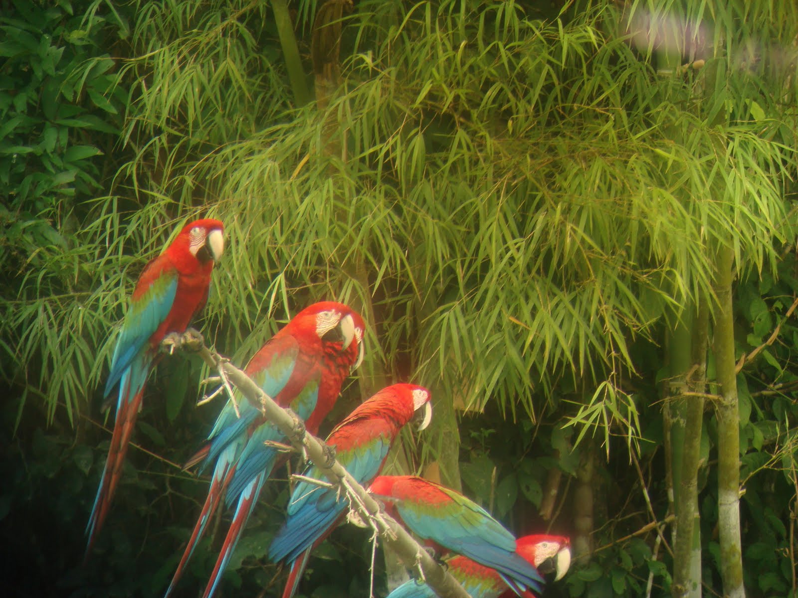 AMAZON TRAVEL: MANU NATIONAL PARK