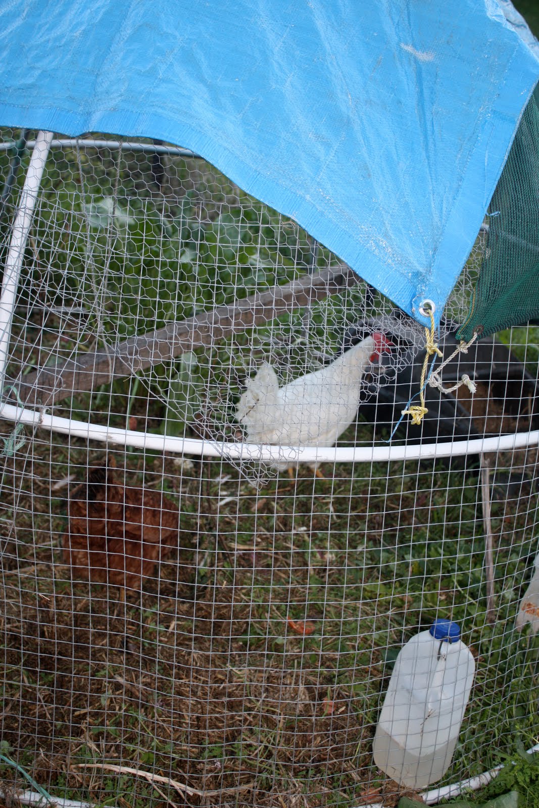 Chookie's Back Yard: Chook Dome Maintenance