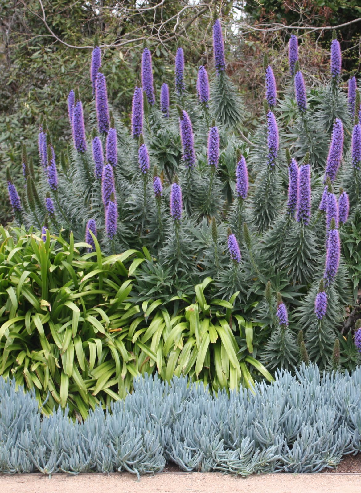 Chookie's Back Yard: Melbourne Botanical Gardens