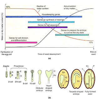 n0b3l1a: seed physiology