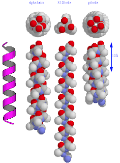 n0b3l1a: Secondary structure -- Alpha Helices