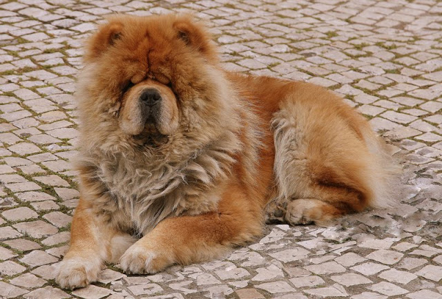 A ARTE DE BEM... PHOTOGRAFAR ® ... : Xau-Xau