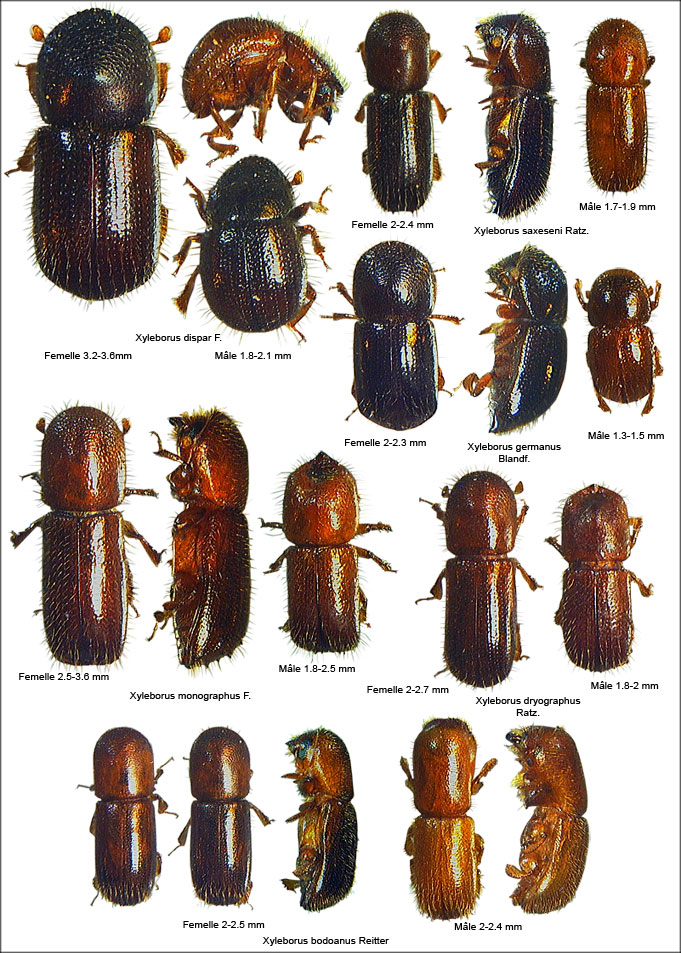 ENTOMOLOGIA FORESTAL LETYCYA: octubre 2010