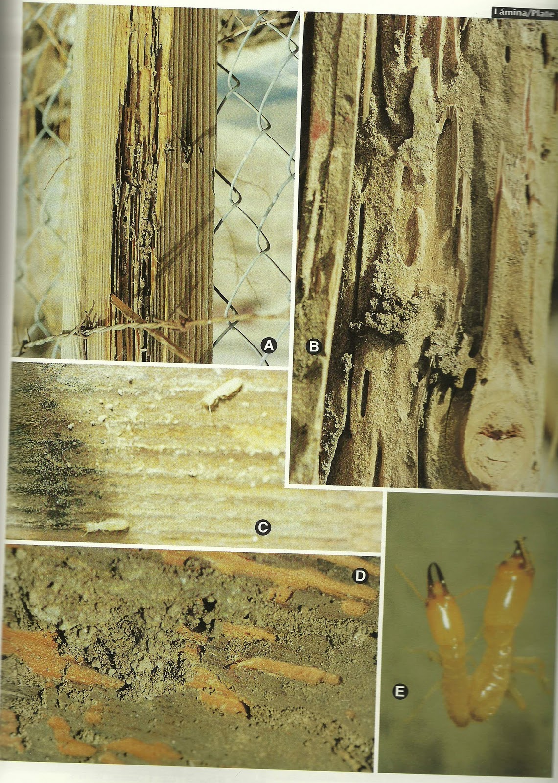 ENTOMOLOGIA FORESTAL LETYCYA: INSECTOS QUE SE ALIMENTAN DE MADERA SECA