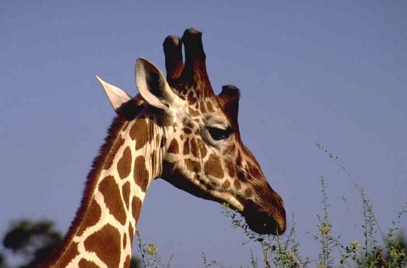 Taller de informática: Mali - fauna