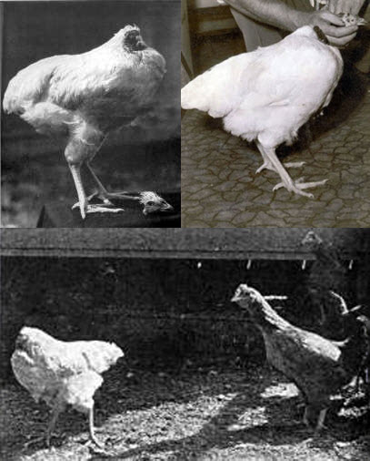 Brasil News: Frango viveu 18 meses sem cabeça