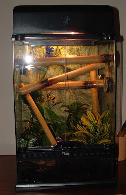 Squamata - Gold Dust Day Gecko - The ZT2 Round Table