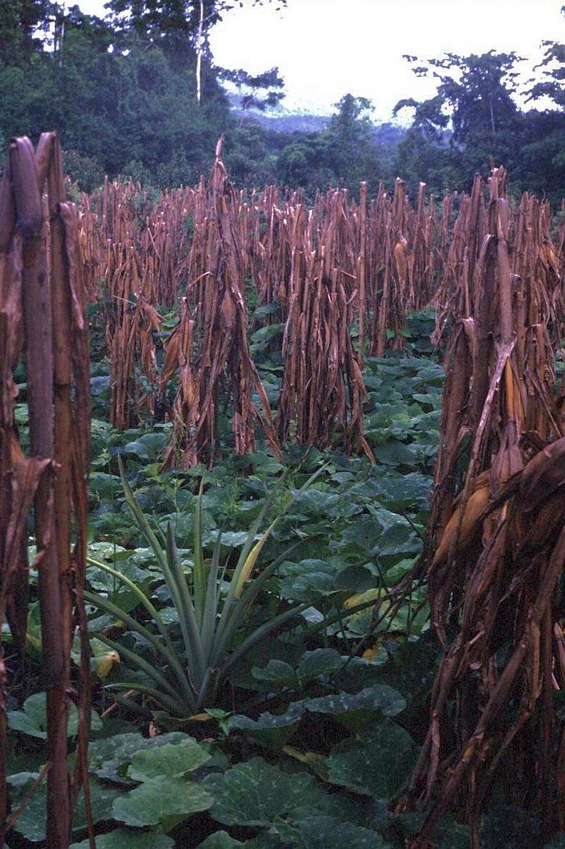 Jehuite: La milpa el fin de semana