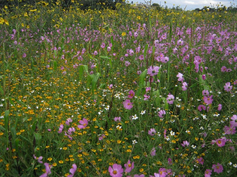 Jehuite: Qué bonita está la milpa 2