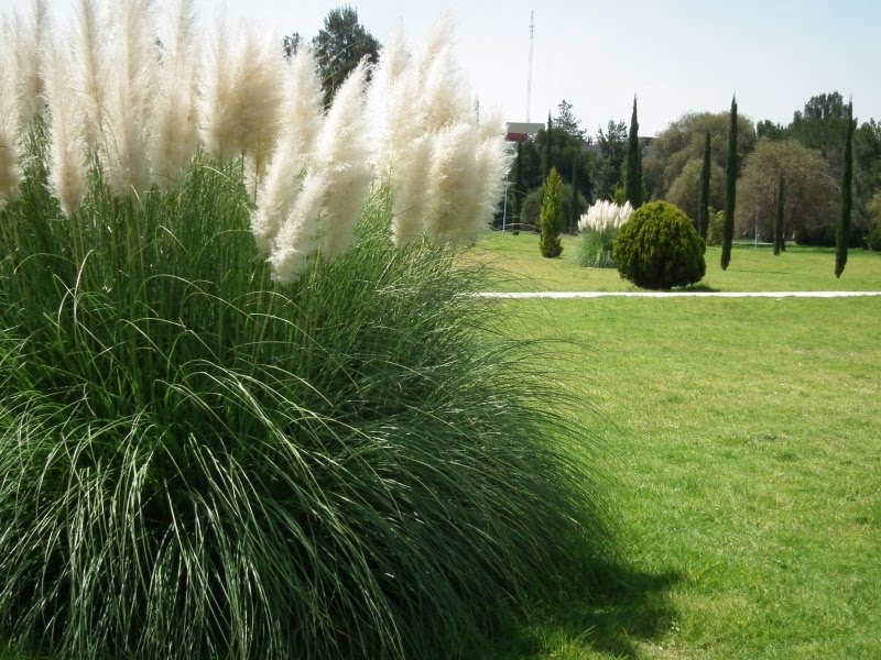 Jehuite: El pasto de pampas como invasora