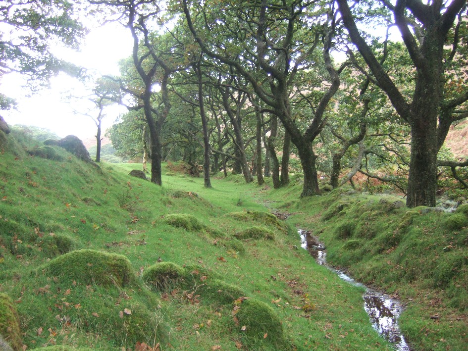 Dartmoor with my dog: Ugborough Moor
