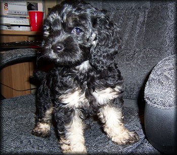 The dog blog: Cockapoo