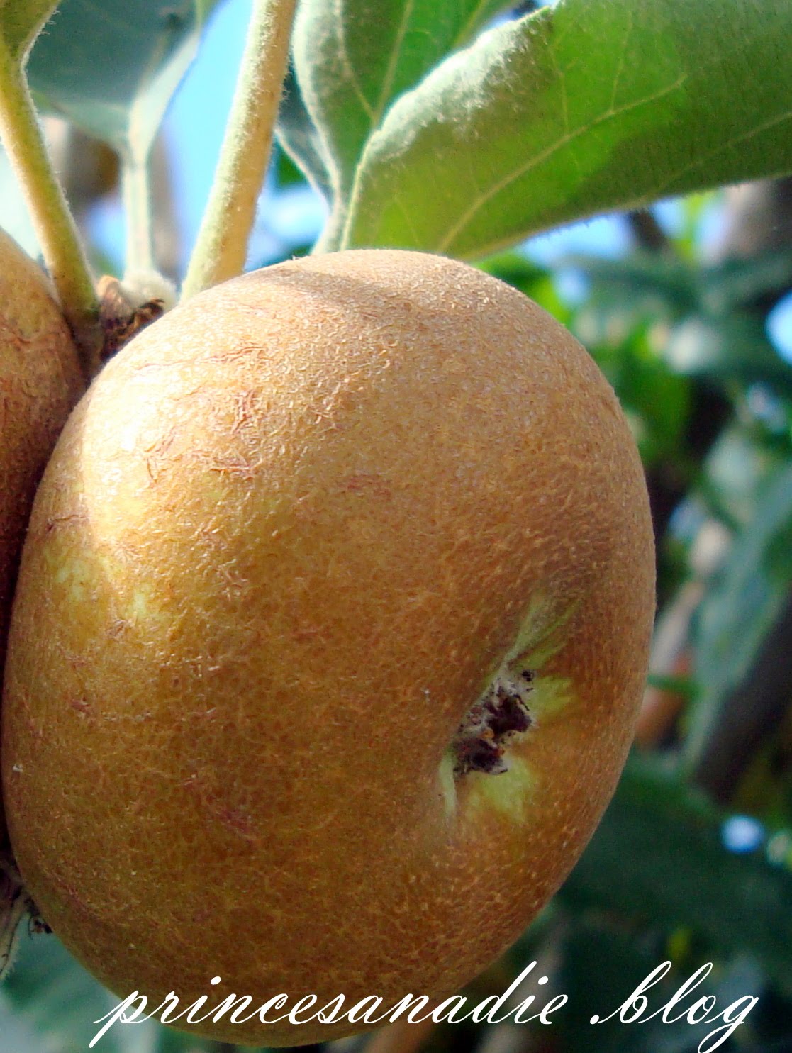 Princesa Nadie: Manzanas