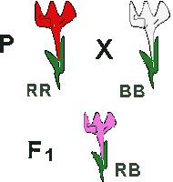Ciencias de la Vida: CODOMINANCIA