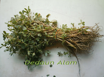 Dedaun Alam: Remilang @ Beremi