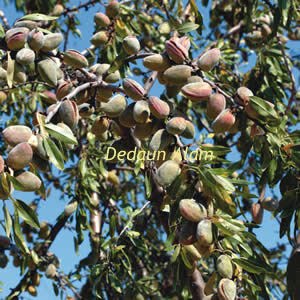 Dedaun Alam: Almond @ Badam