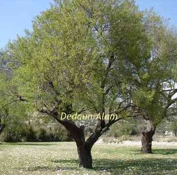 Dedaun Alam: Almond @ Badam