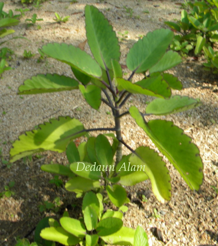 Dedaun Alam: Setawar