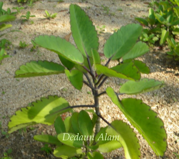 Dedaun Alam: Setawar