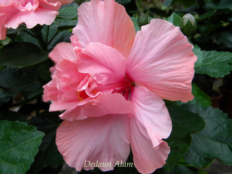 Dedaun Alam: Bunga Part IV