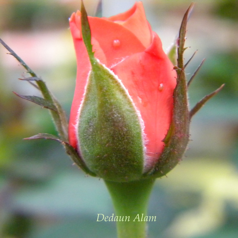 Dedaun Alam: Bunga Part V